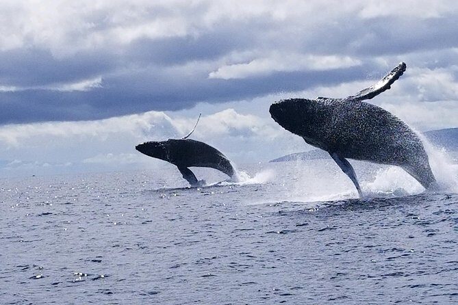 TEST Ultimate Whale Watch from Lahaina - What You Can Expect from the Guides