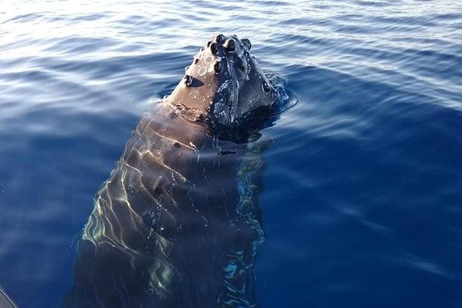 TEST Ultimate Whale Watch from Lahaina - The Experience of Listening to Whale Songs