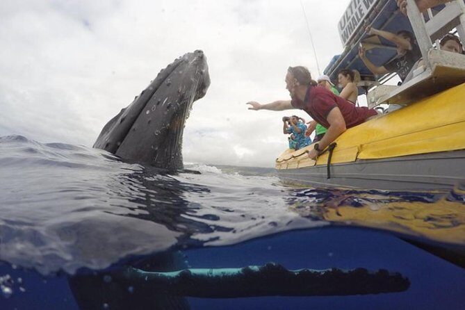 TEST Ultimate Whale Watch from Lahaina - The Value for Money