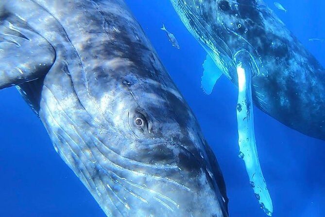 TEST Ultimate Whale Watch from Lahaina - Who Will Enjoy This Tour
