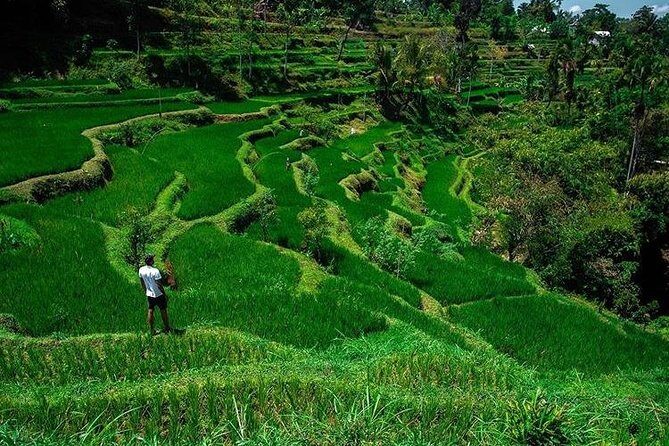 Tete Batu, Rice Terrace View with Waterfall, Original Lombok Tour - Analyzing the Experience: A Deep Dive into the Tour