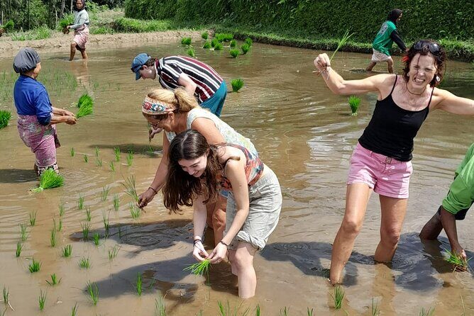 Tetebatu Countryside and Waterfall Day Tour - Key Points