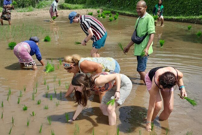 Tetebatu Countryside and Waterfall Day Tour - An In-Depth Look at the Tetebatu Countryside and Waterfall Tour