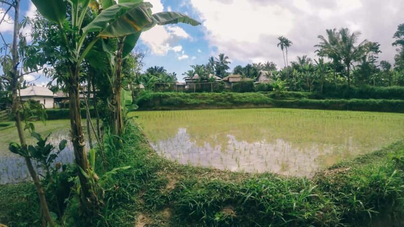 Tetebatu Day Tour: Waterfalls, Rice Fields & Local Life - A Detailed Look at What You Can Expect