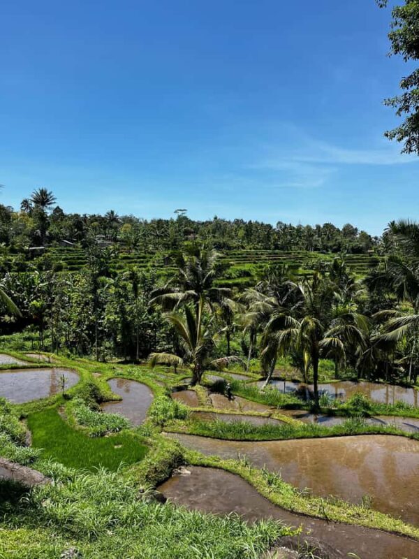 Tetebatu: Guided Village Cycling Tour with Lunch - A Closer Look at the Tetebatu Cycling Tour