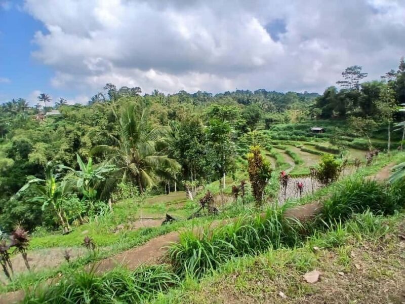 Tetebatu Panorama Walk: Rice Fields, Waterfall & Monkeys - A Closer Look at the Experience