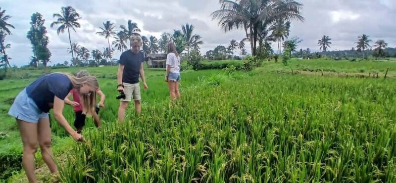 Tetebatu Panorama Walk: Rice Fields, Waterfall & Monkeys - Who Should Book This Tour?