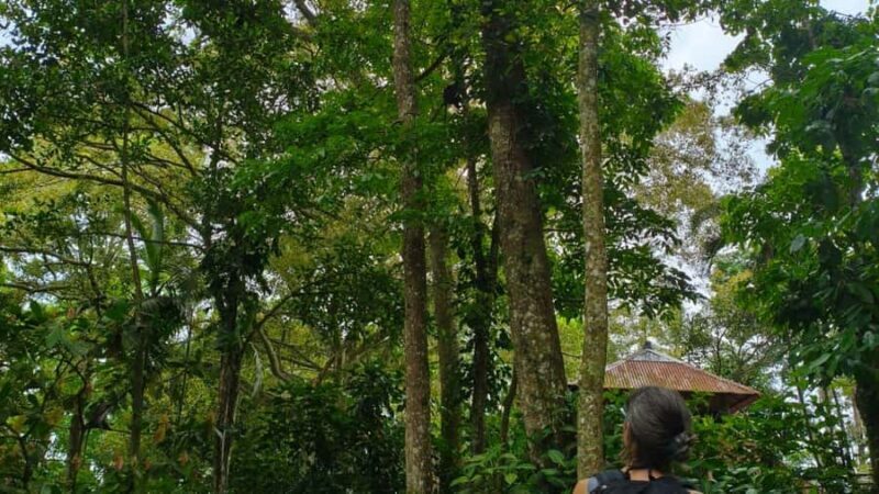 Tetebatu Panorama Walk: Rice Fields, Waterfall & Monkeys - FAQs