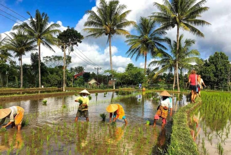 Tetebatu: Rice Fields, Villages, and Waterfalls Tour - Discovering Tetebatu: A Picturesque Village and Natural Retreat