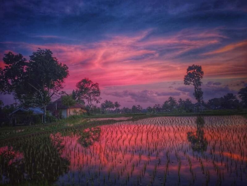 Tetebatu : Ricefield tour,waterfall and monkey forest - What Sets This Tour Apart?