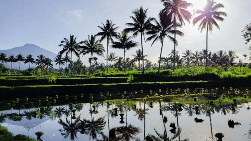 Tetebatu : Ricefield tour,waterfall and monkey forest - The Sum Up