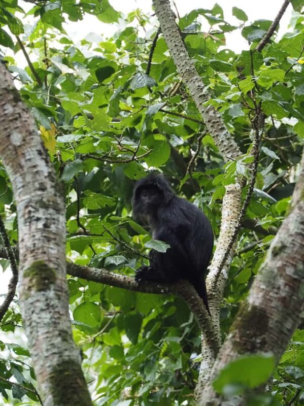 Tetebatu & Ricefield, Waterfall, Monkey forest. - Key Points