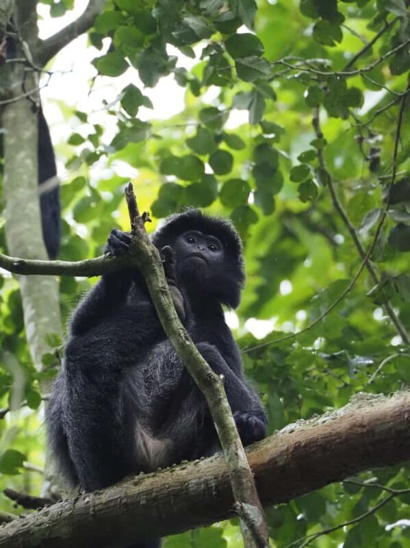 Tetebatu & Ricefield, Waterfall, Monkey forest. - Practical Details and Value