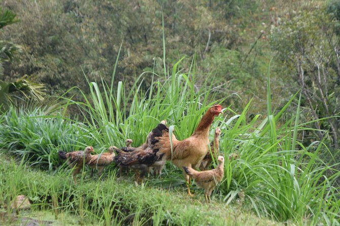 Tetebatu Walking Tour - Rice Terraces, Waterfall & Monkey Forest - What the Reviews Tell Us