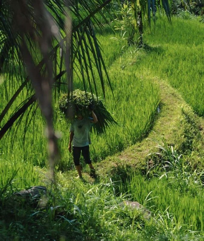 Tetebatu : Waterfall, Rice Fields & Monkey Forest Full day - Who Should Consider This Tour?