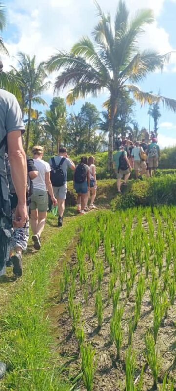 Tetebatu: Waterfalls, Spices, Rice Terrace, Monkey forest - Key Points