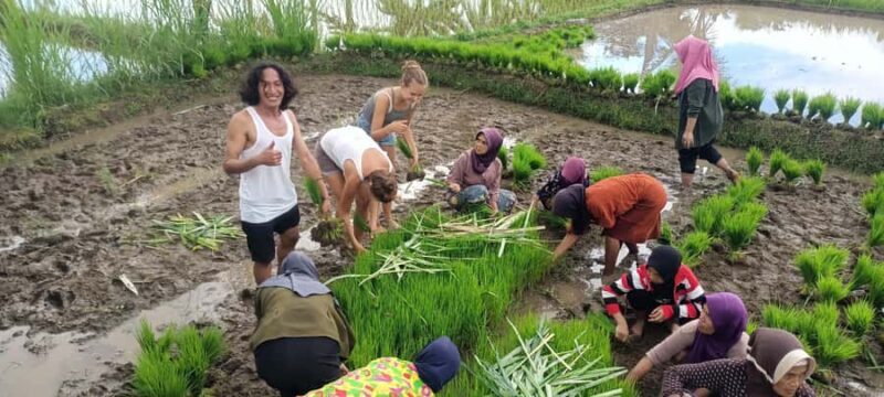 Tetebatu: Waterfalls, Spices, Rice Terrace, Monkey forest - What the Reviews Say