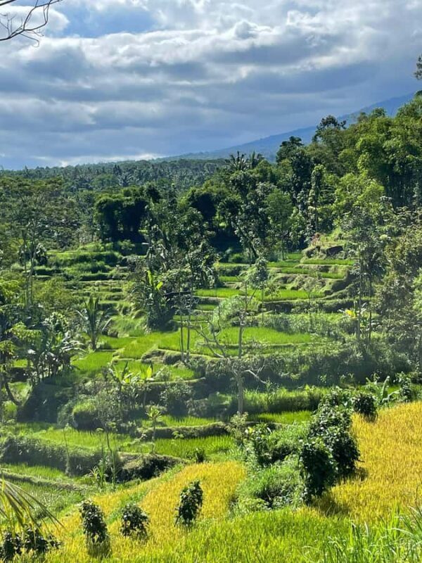Tetebatu: Waterfalls, Spices, Rice Terrace, Monkey forest - In The Sum Up