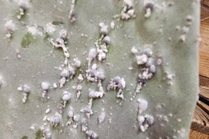 Textiles, Chocolate, Candle-Making and Master Painter - FAQ