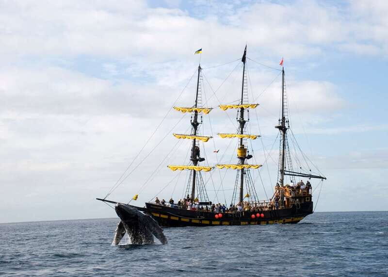 Thar She Blows! Whale Watching Pirate Cruise - Setting the Scene: Starting at La Terminal de Cabo