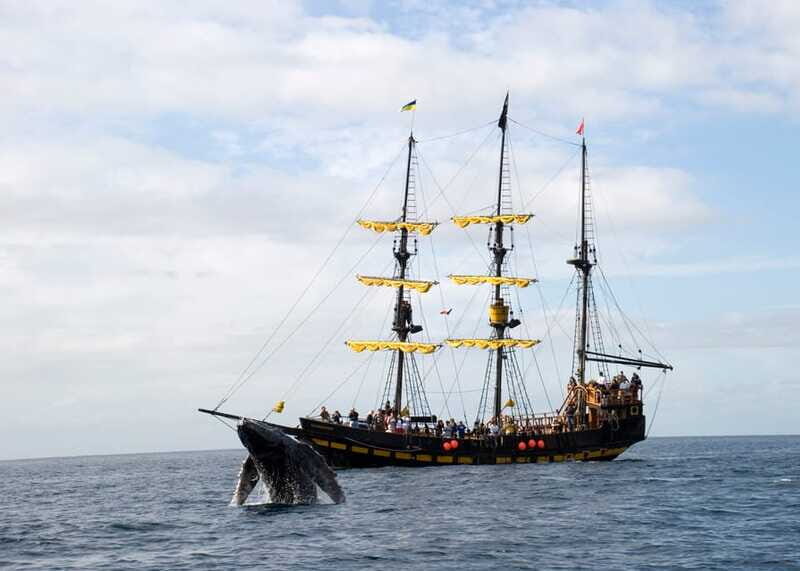 Thar She Blows! Whale Watching Pirate Cruise - Why This Tour Is a Good Value