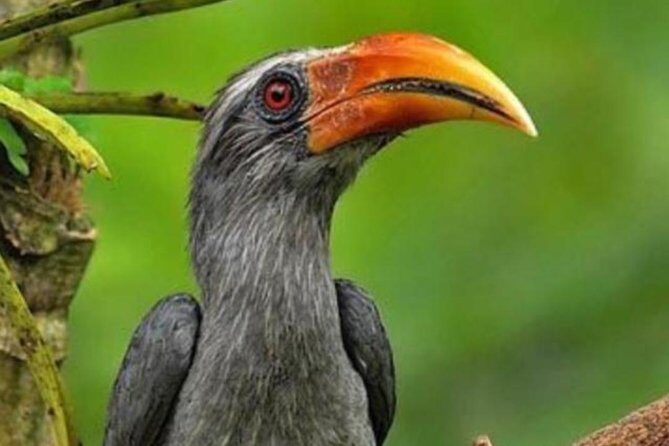 Thattekad Guided Bird Walk. - An Authentic, detailed look at the Thattekad Bird Walk