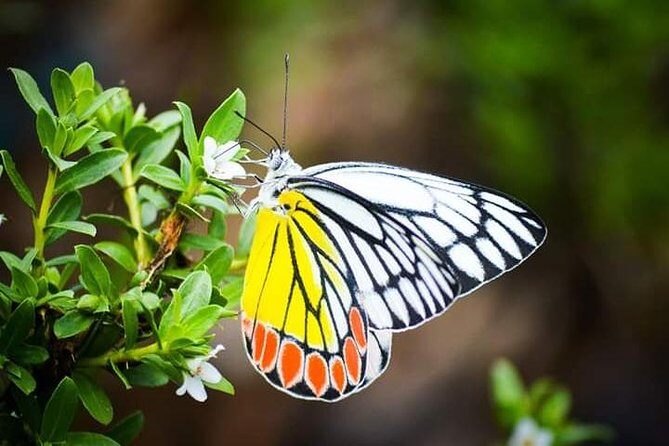 Thattekad Guided Bird Walk. - A closer look at the itinerary