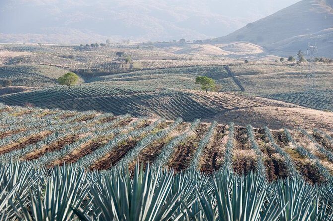 The Agave Experience Tequila Tour in Jalisco - Key Points