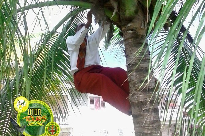 The AMAZING Montego Bay Tour - Analyzing the Value