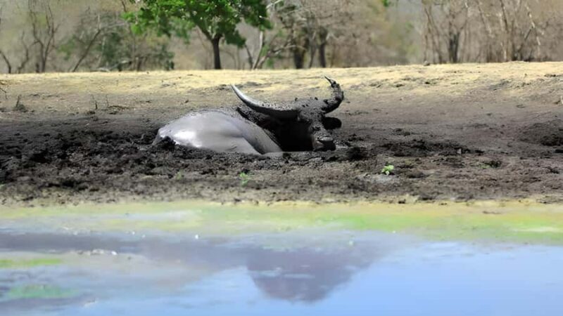 The Authentic Sunset Of Baluran National Park Banyuwangi - Introduction