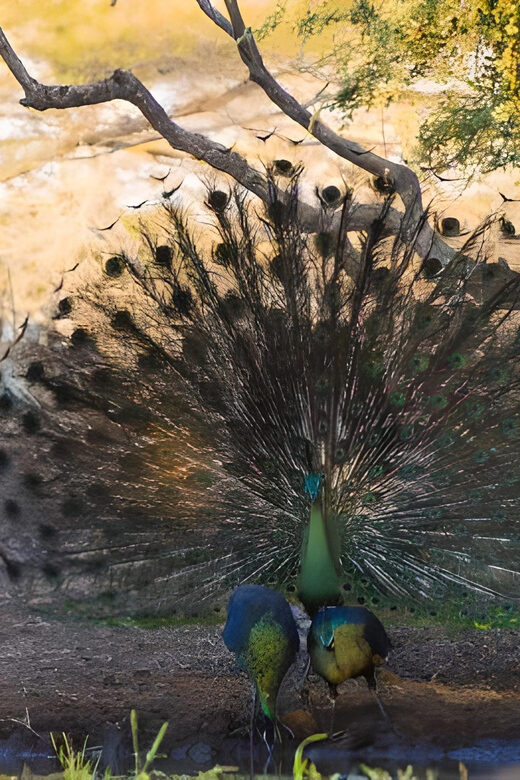 The Authentic Sunset Of Baluran National Park Banyuwangi - What Sets This Tour Apart