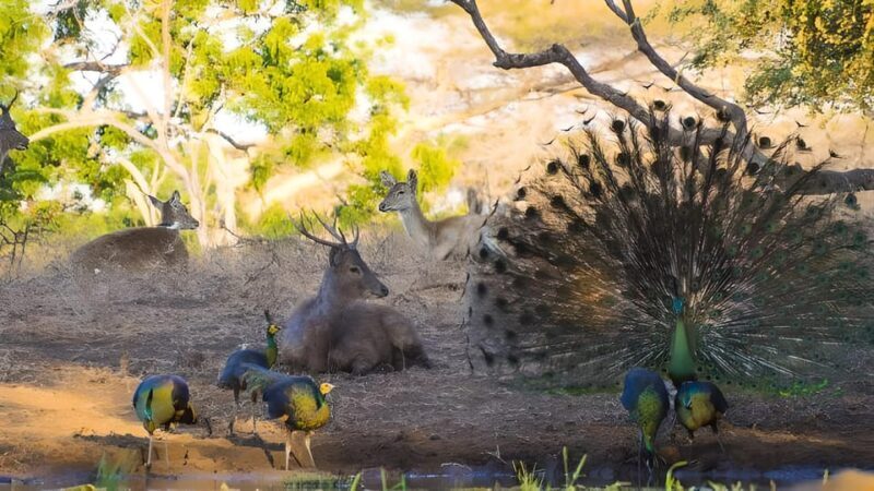 The Authentic Sunset Of Baluran National Park Banyuwangi - Who Will Love This Tour?