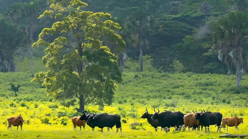 The Authentic Sunset Of Baluran National Park Banyuwangi - FAQ