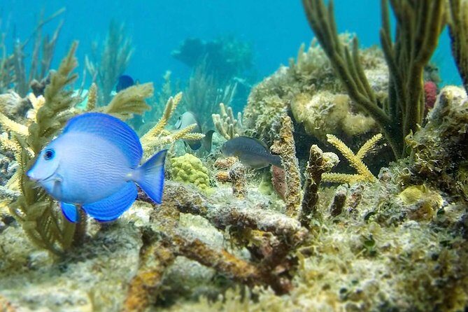 The Baths, Virgin Gorda, Cooper Island & Norman Island Snorkel - Practical Tips for Travelers