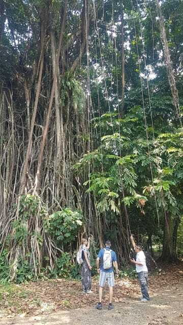 The Beautiful Garden, Rice Terrace and Waterfall In Bogor - The Sum Up