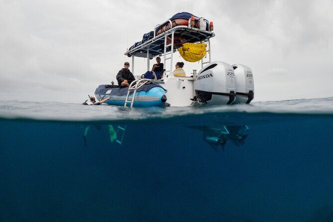 The Best 2.5 Hour Molokini Snorkel Tour & Whale Watch - An Authentic Look at the Experience