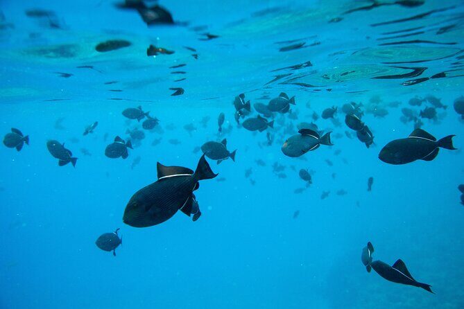 The Best Maui 3 Hour Molokini and Turtle Town Snorkel - Why This Tour Works