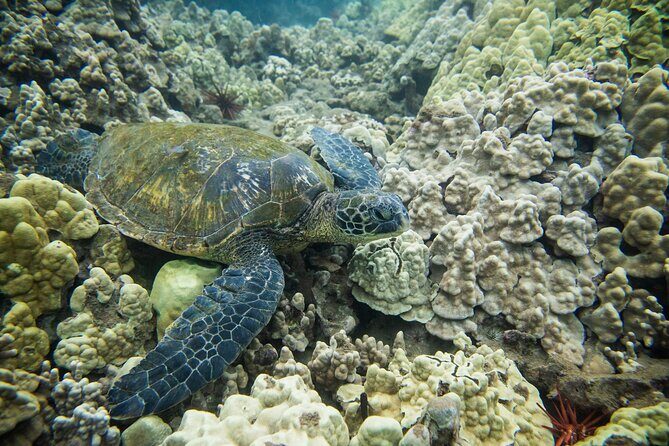 The Best Maui 3 Hour Molokini and Turtle Town Snorkel - Bonus Opportunities and Seasonal Sightings
