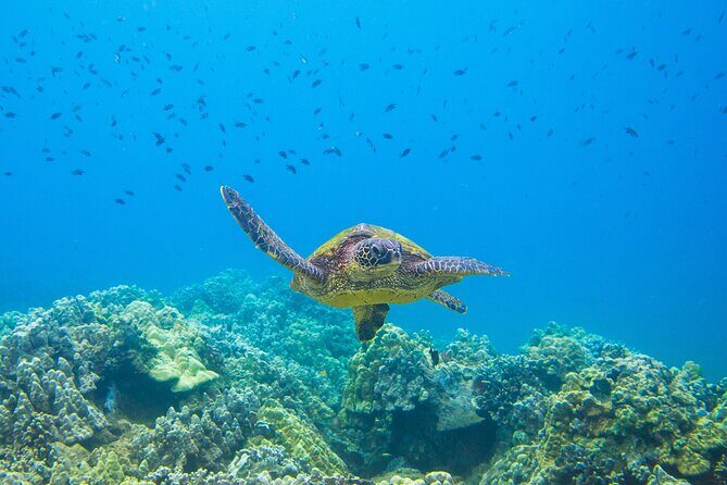 The Best Maui 3 Hour Molokini and Turtle Town Snorkel - What to Expect From the Experience