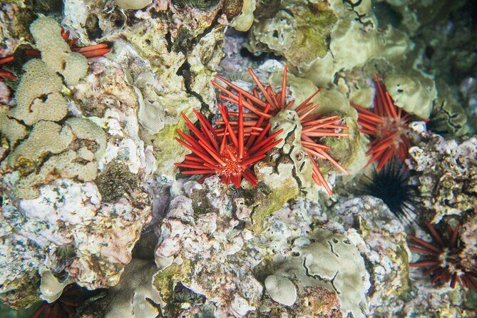 The Best Maui 3 Hour Molokini and Turtle Town Snorkel - Analyzing the Value