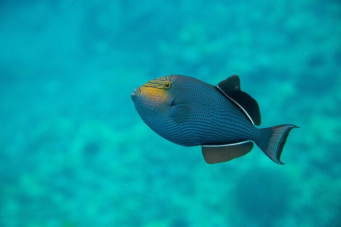 The Best Maui 3 Hour Molokini and Turtle Town Snorkel - Final Considerations
