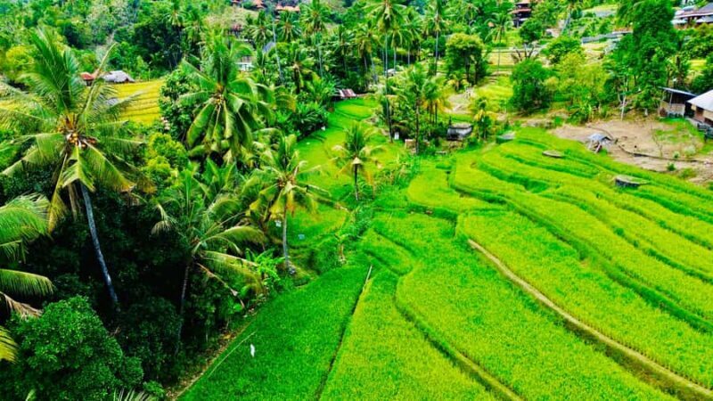 The Best Northern Bali: Waterfalls & Sacred Temple Adventure - Practical Tips for Your Day Out