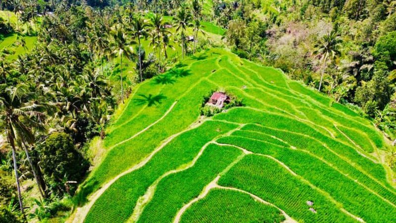 The Best Northern Bali: Waterfalls & Sacred Temple Adventure - Who Will Love This Tour?