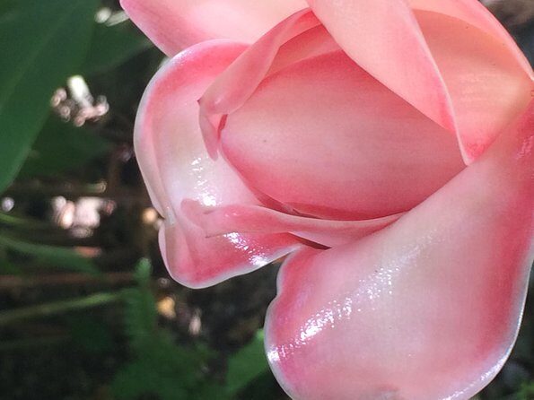 The Best of Saint Lucia Tour - What Makes This Tour Special?