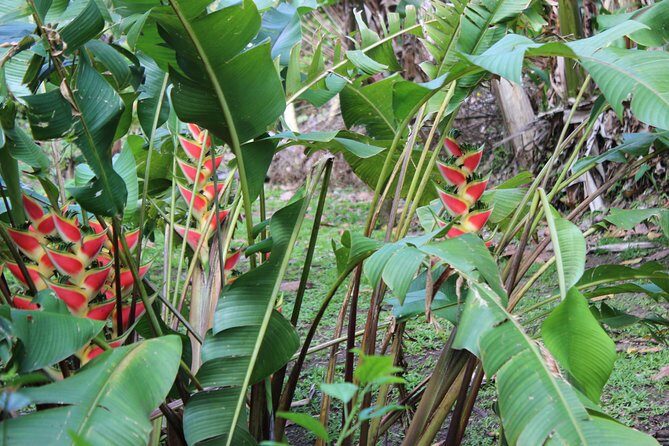 The Best of Saint Lucia Tour - What Do the Reviews Say?