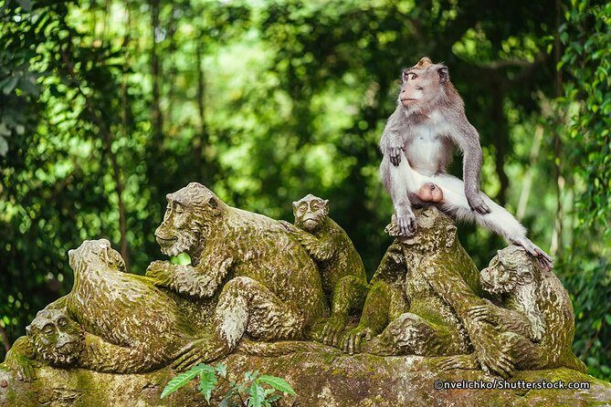 The Best of Ubud Tour and Jungle Swing - Who Will Enjoy This Tour?