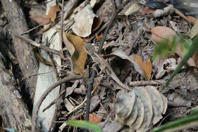 The Best One Day Trip Of Doi Inthanon National Park - Authentic Experiences and Traveler Feedback