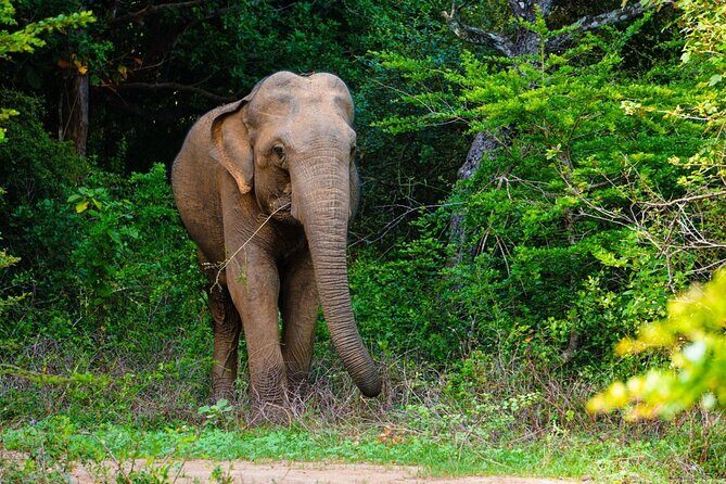 The Best Safari tour from Hambantota Port (Janaka safari) - Dive into the Experience: A Day in Yala’s Wilderness