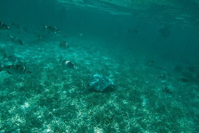 The Best Speedboat Tour In Cancun through Nichupte Lagoon, Snorkel included. - FAQs