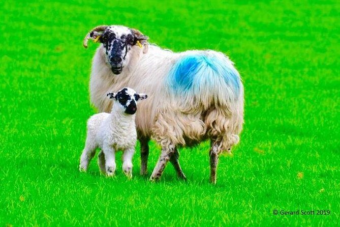 The Best Two Day Tours in Ireland: The Ring of Kerry and Dingle Slea Head Tours - Exploring Irelands Coastal Majesty in Style